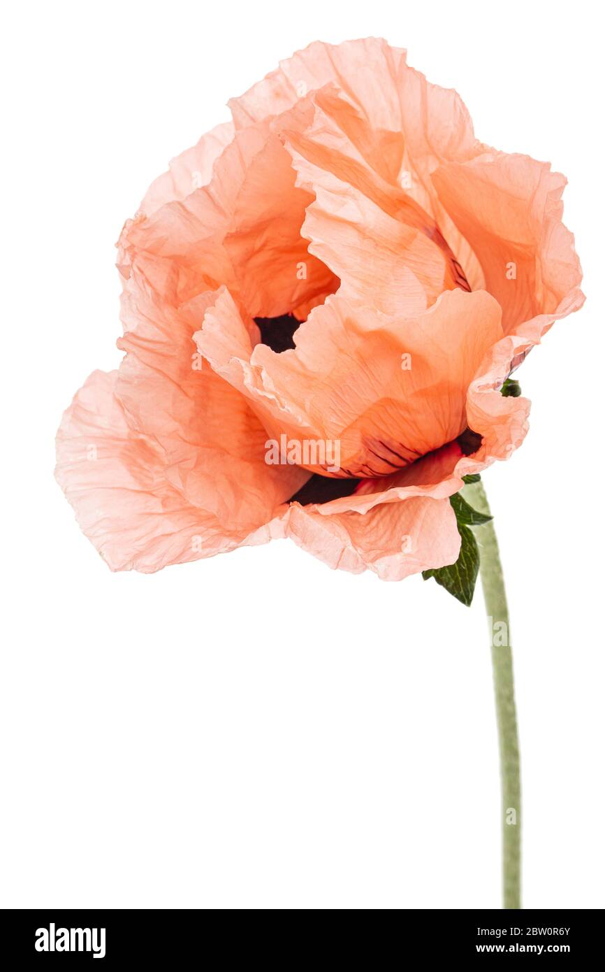 Flower of rose poppy, lat. Papaver, isolated on white background Stock ...