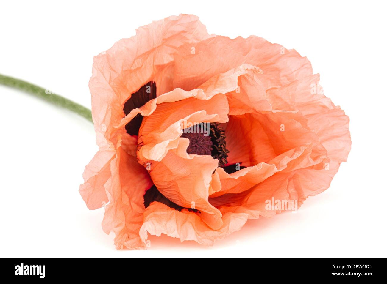 Flower of rose poppy, lat. Papaver, isolated on white background Stock ...