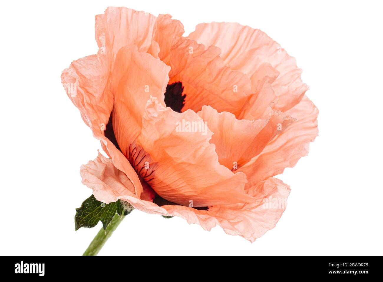 Flower of rose poppy, lat. Papaver, isolated on white background Stock ...