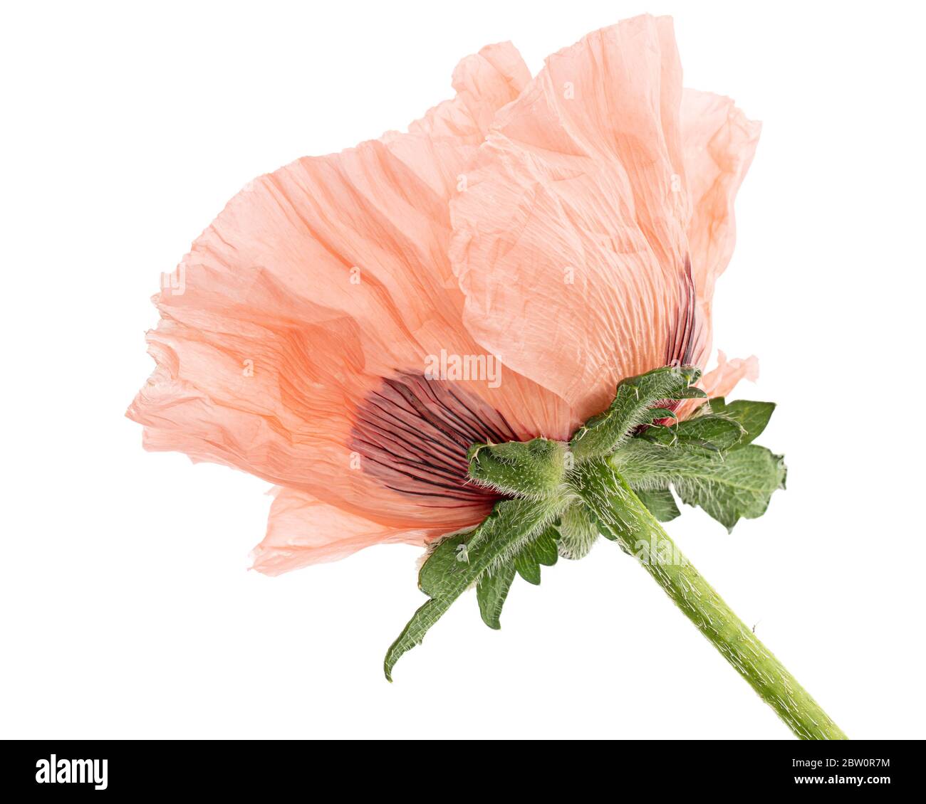 Flower of rose poppy, lat. Papaver, isolated on white background Stock ...