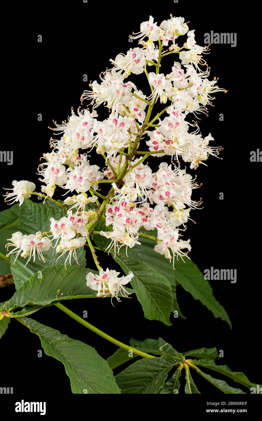 White chestnut flowers and leaf (Aesculus hippocastanum), isolated on ...