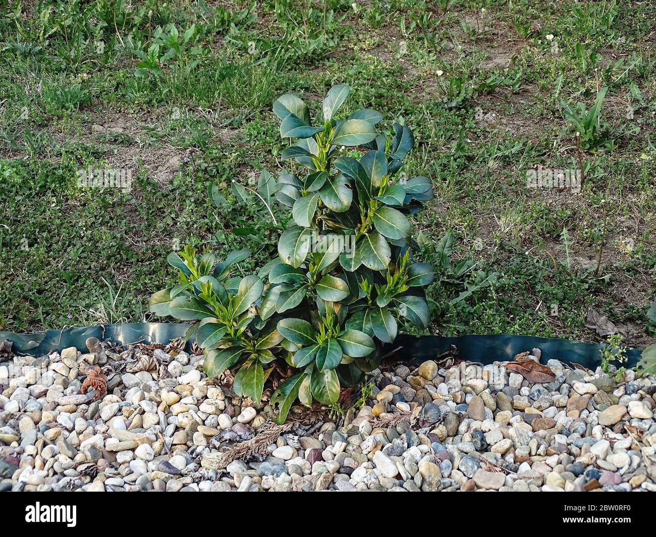 Cherry laurel hedge hi-res stock photography and images - Alamy