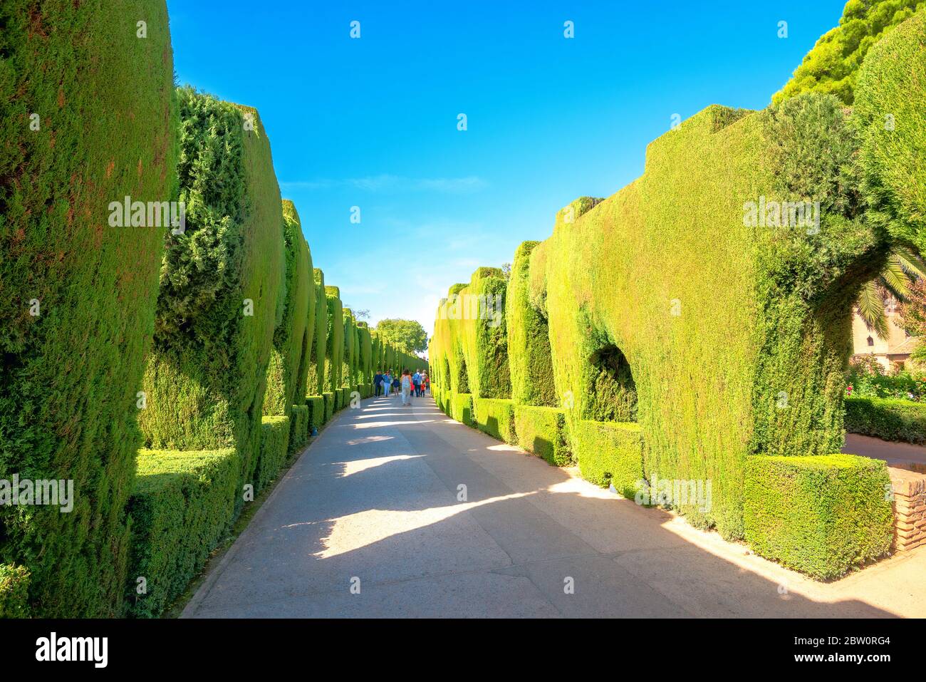 Scenic view of stylish coniferous decorative green walls along park ...