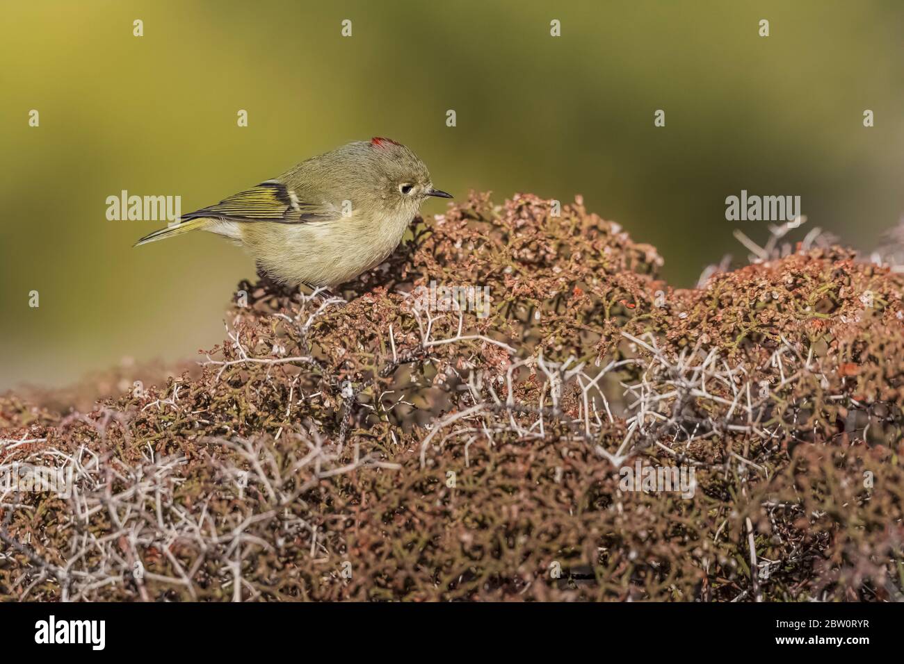 Ruby-crowned Kinglet, Regulus calendula, female foraging for ants and ...