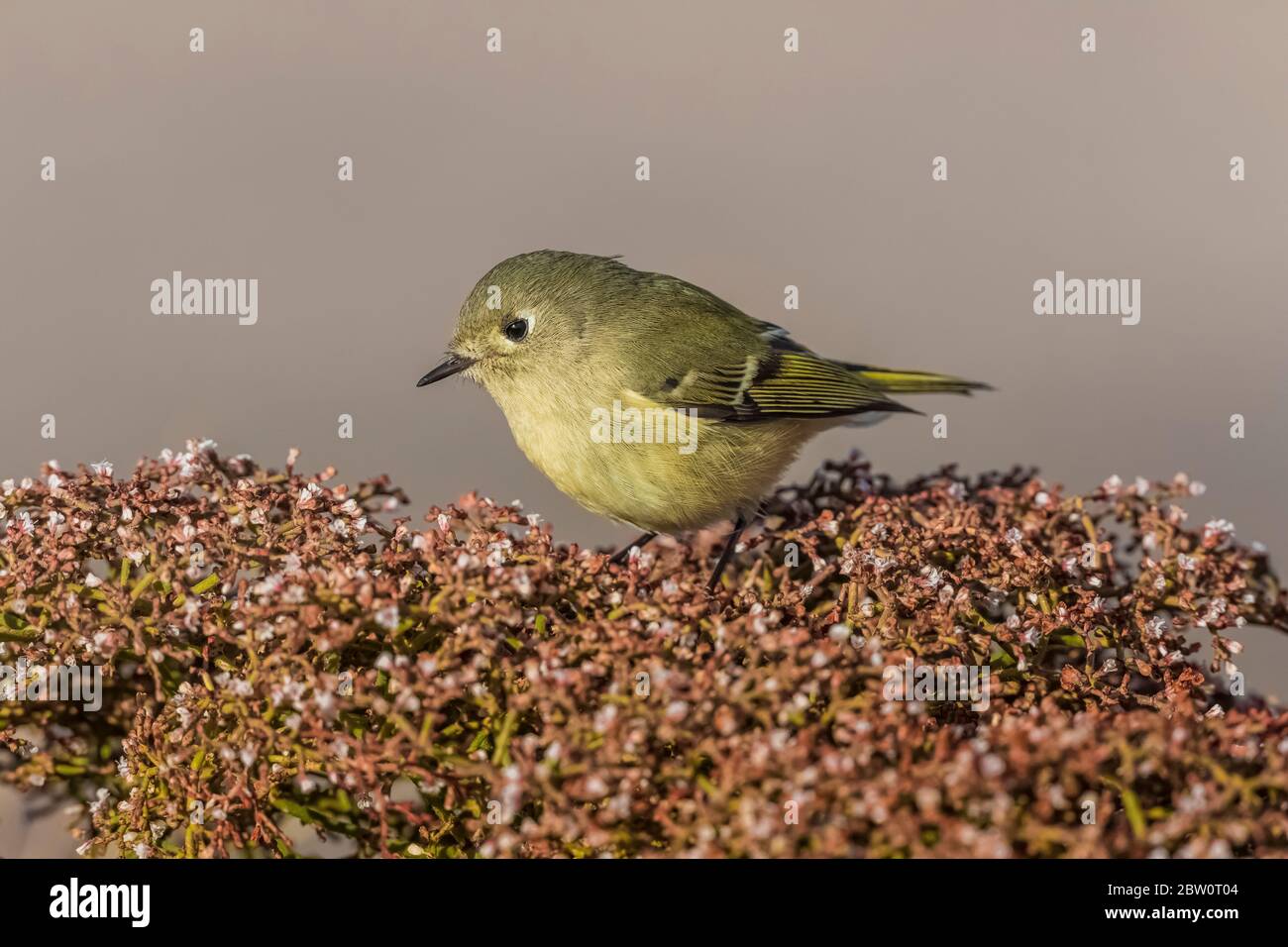 Ruby-crowned Kinglet, Regulus calendula, female foraging for ants and ...