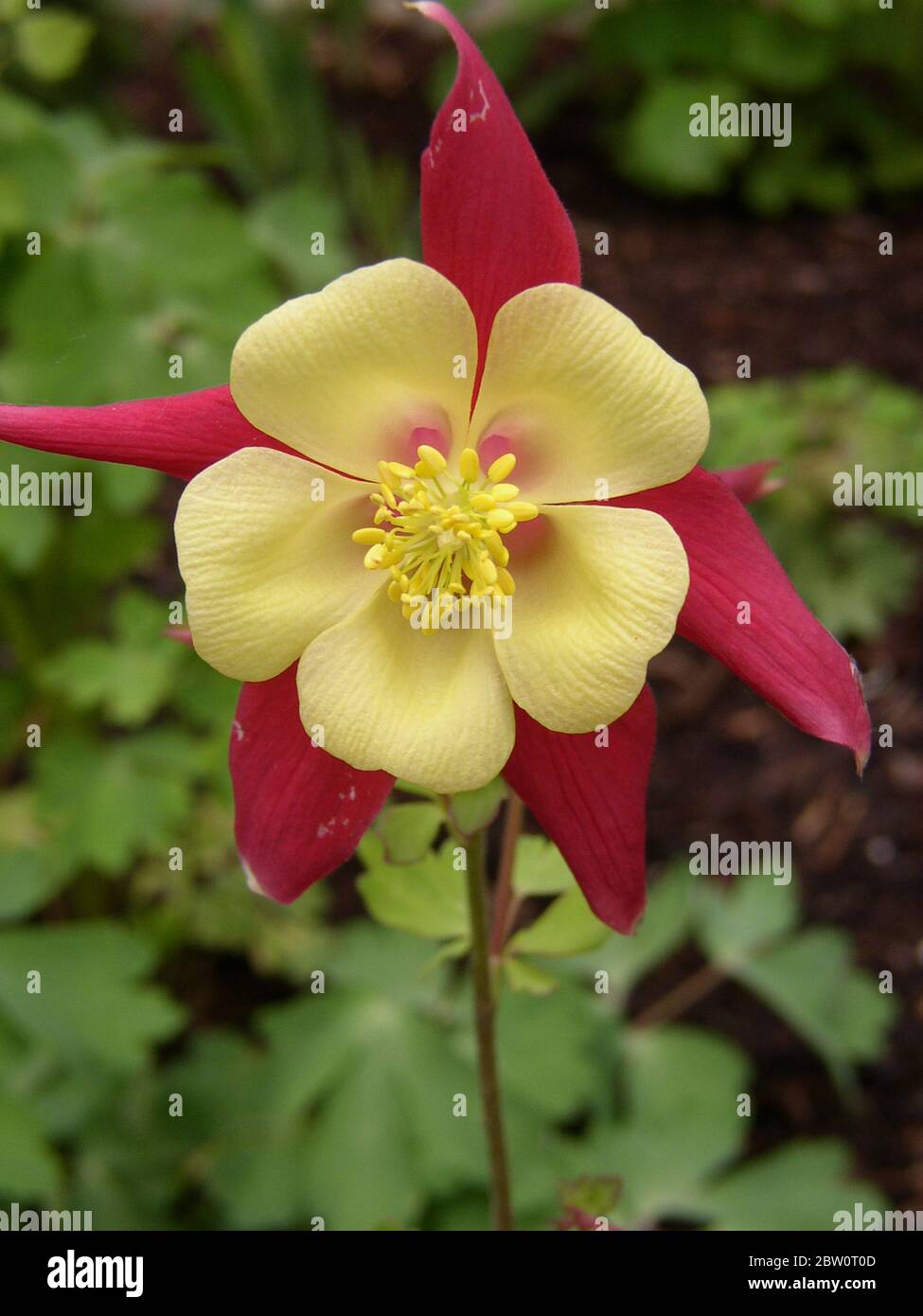 Red and Gold Columbine Stock Photo - Alamy