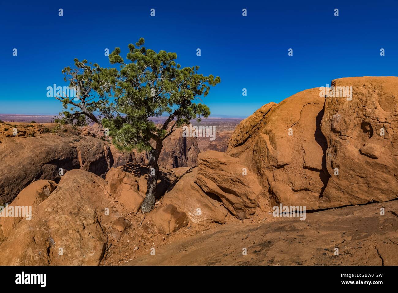 Two-needle Pinyon, Pinus edulis, growing among sandstone at Upheaval ...
