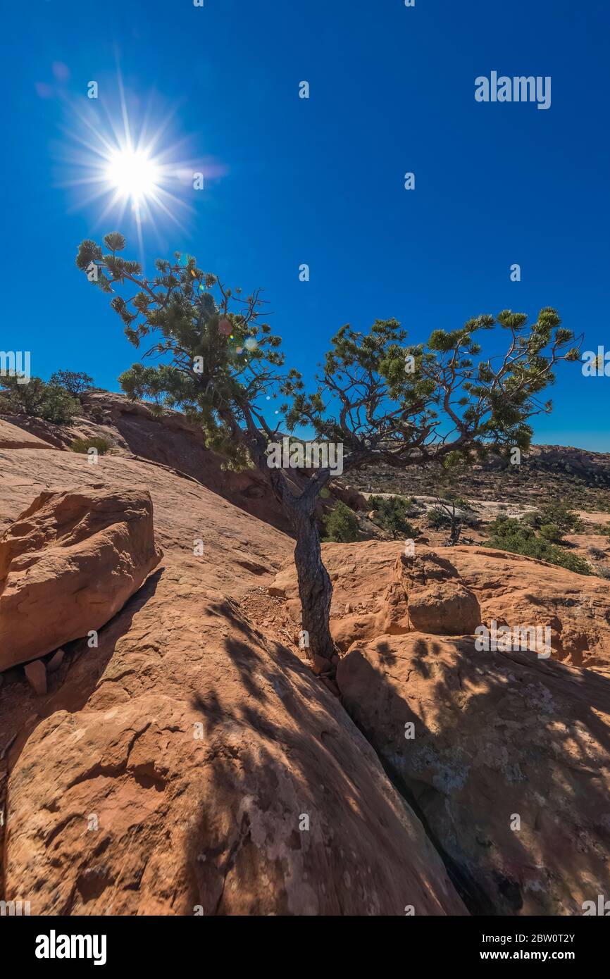 Pinus edulis hi-res stock photography and images - Alamy