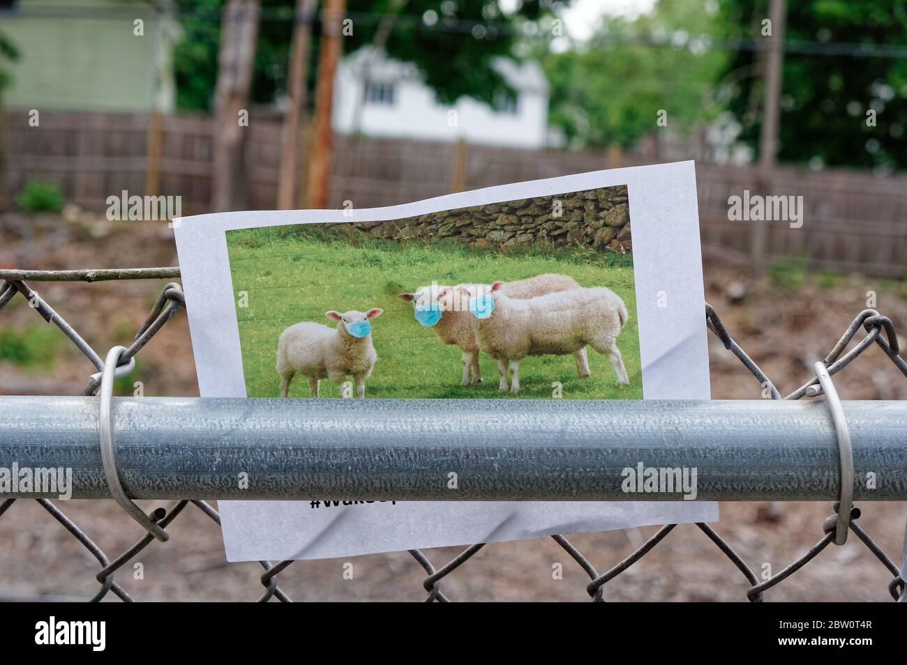 A picture of sheep wearing masks has been tacked to a wire fence next ...