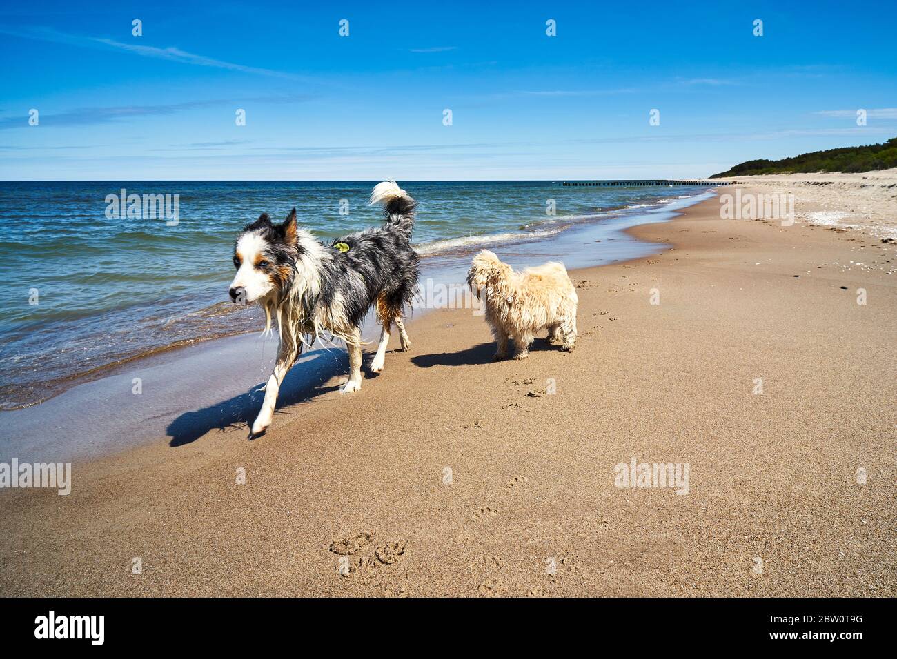White labrador running on beach hi-res stock photography and images - Alamy