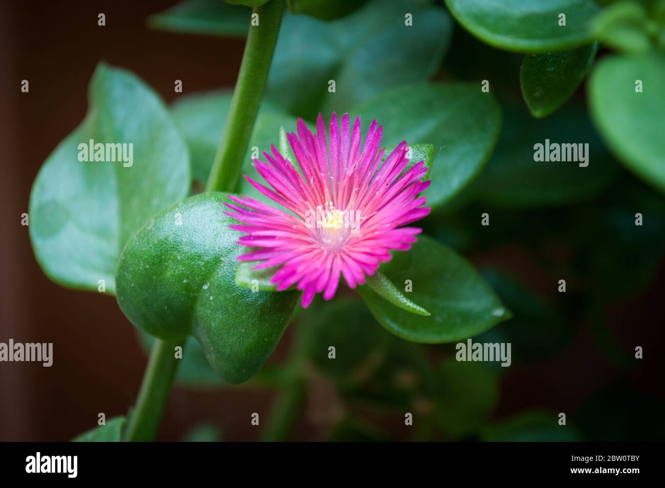 Annual ice plant hi-res stock photography and images - Alamy