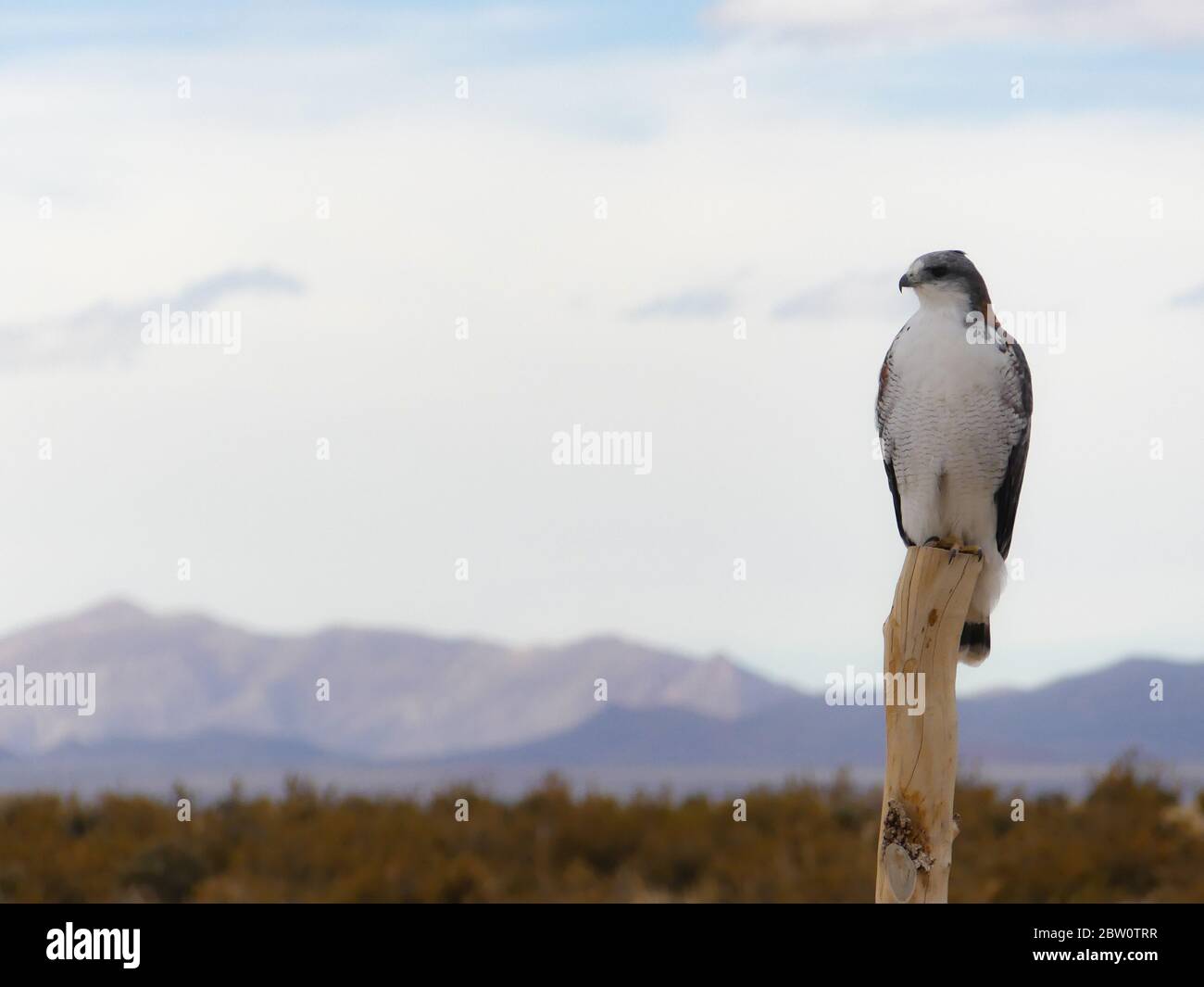 eagle resting on fence post Stock Photo - Alamy