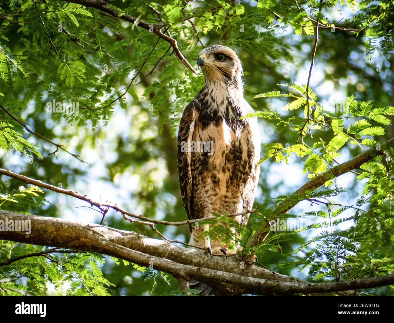 looking from above, the bird's gaze Stock Photo - Alamy