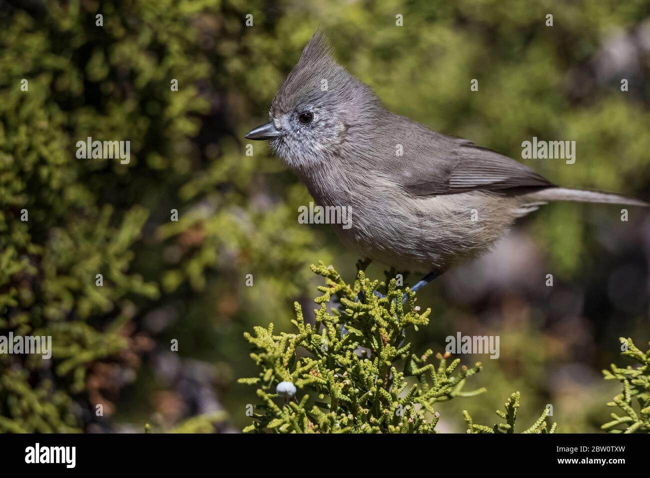 Canyonlands national park animal hi-res stock photography and images ...