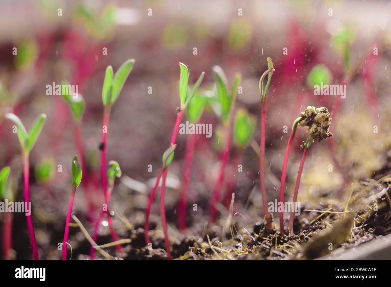 Beet microgreens hi-res stock photography and images - Alamy