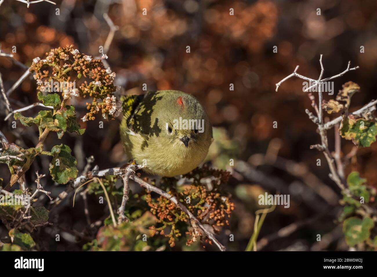 Desert ants with seeds hi-res stock photography and images - Alamy