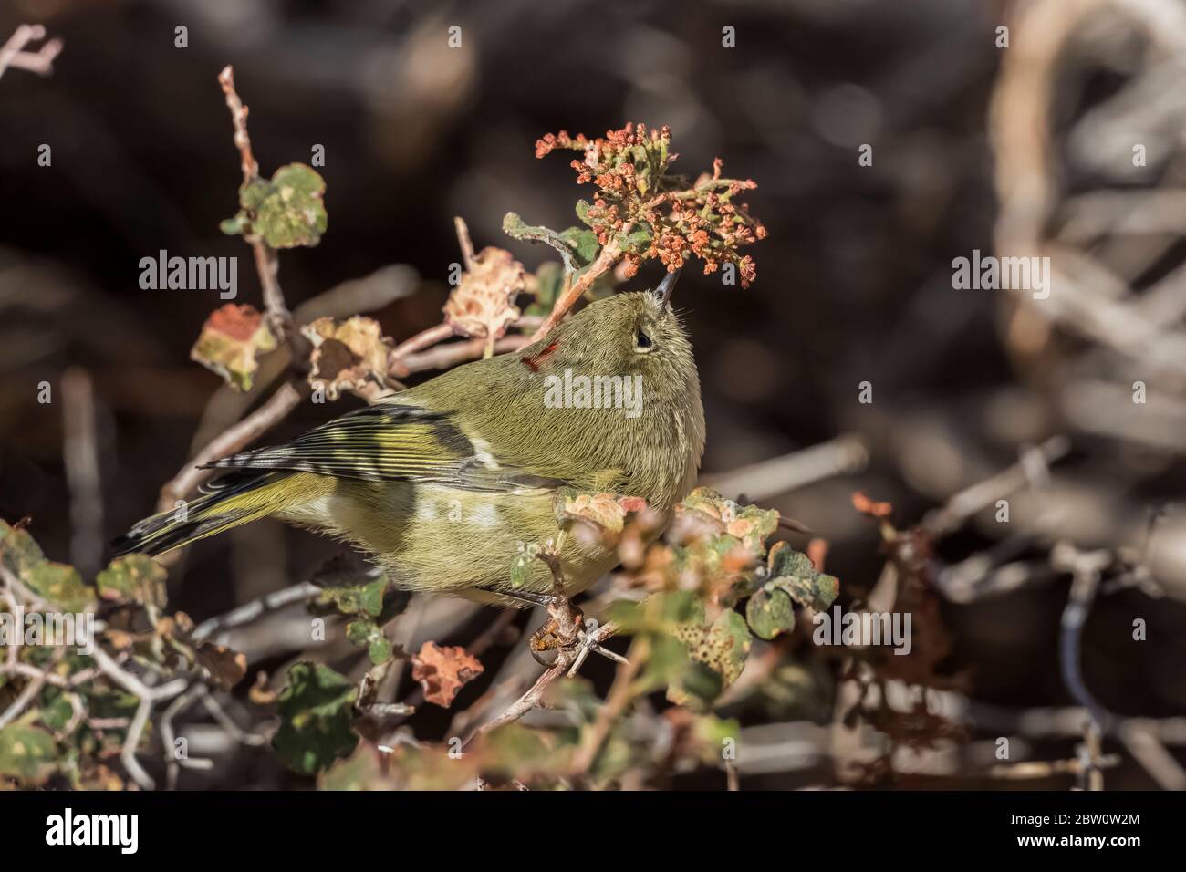 Ruby-crowned Kinglet, Regulus calendula, male foraging for ants and ...
