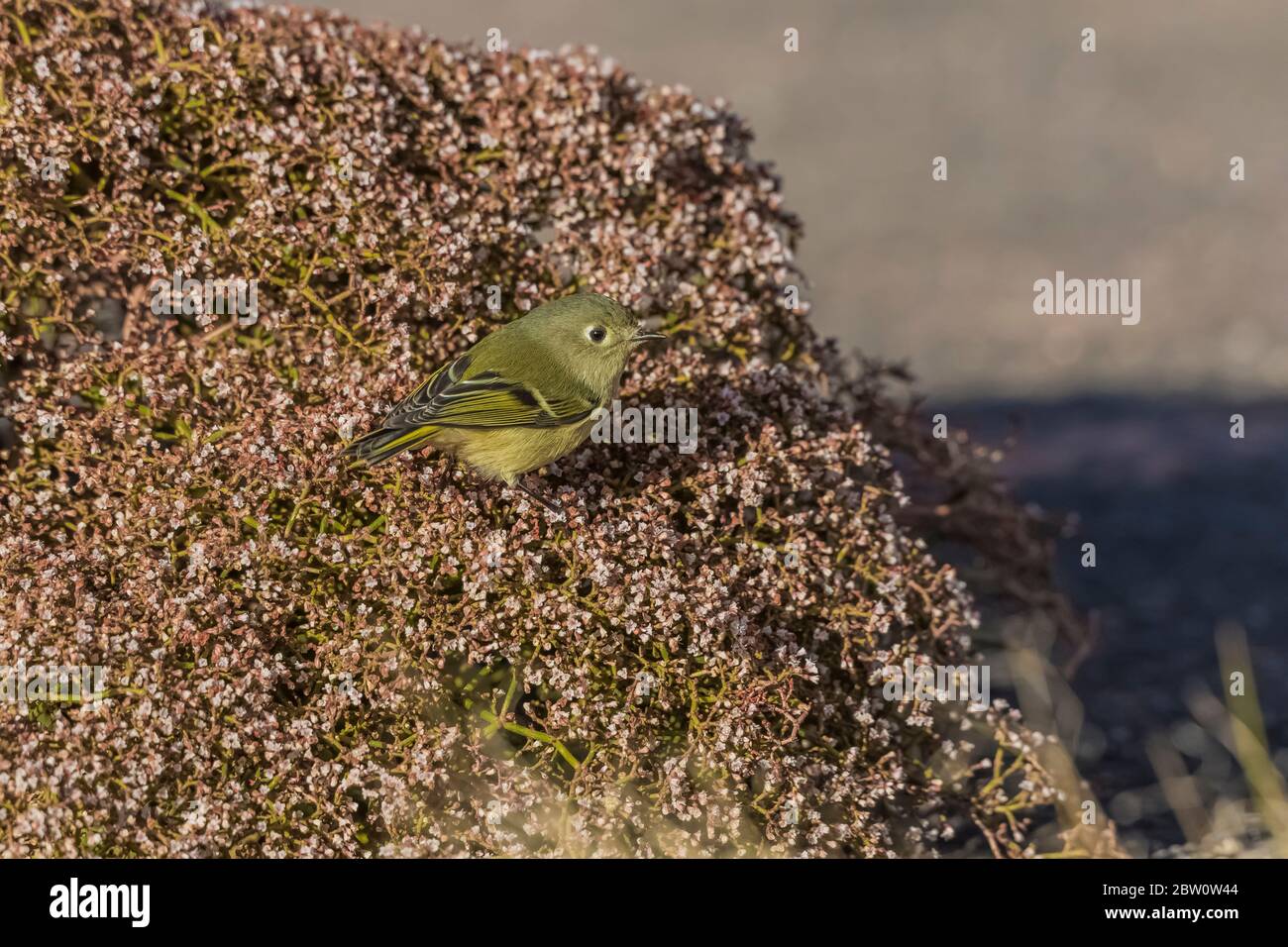 Ruby-crowned Kinglet, Regulus calendula, female foraging for ants and ...