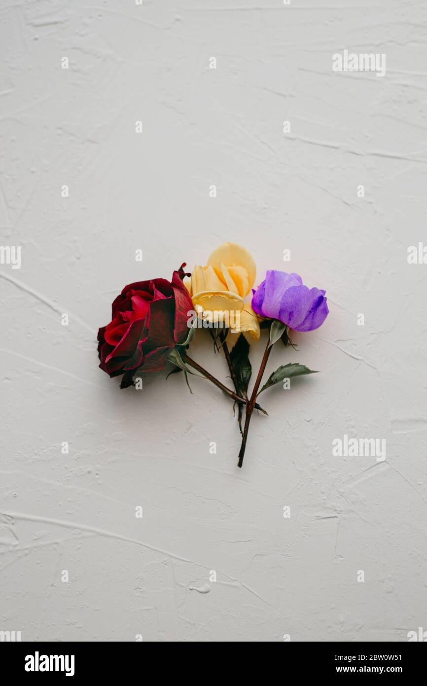 Roses grouped together forming the old Spanish republican flag Stock ...