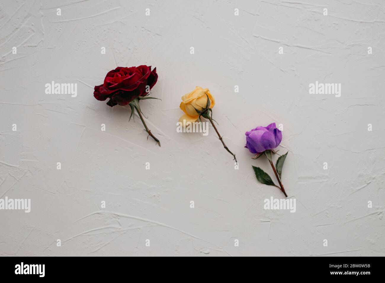 roses forming the spanish republican flag on white textured background ...