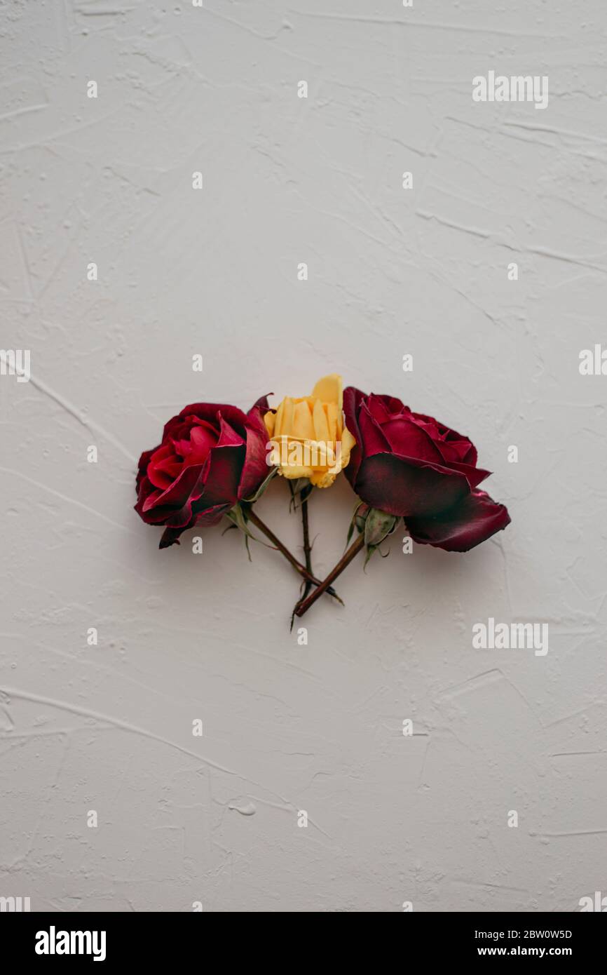Roses grouped together forming the Spanish flag Stock Photo - Alamy