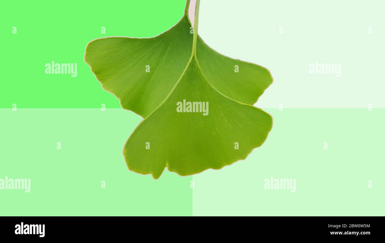 Ginkgo leaves on green grids of various shades of colors Stock Photo ...