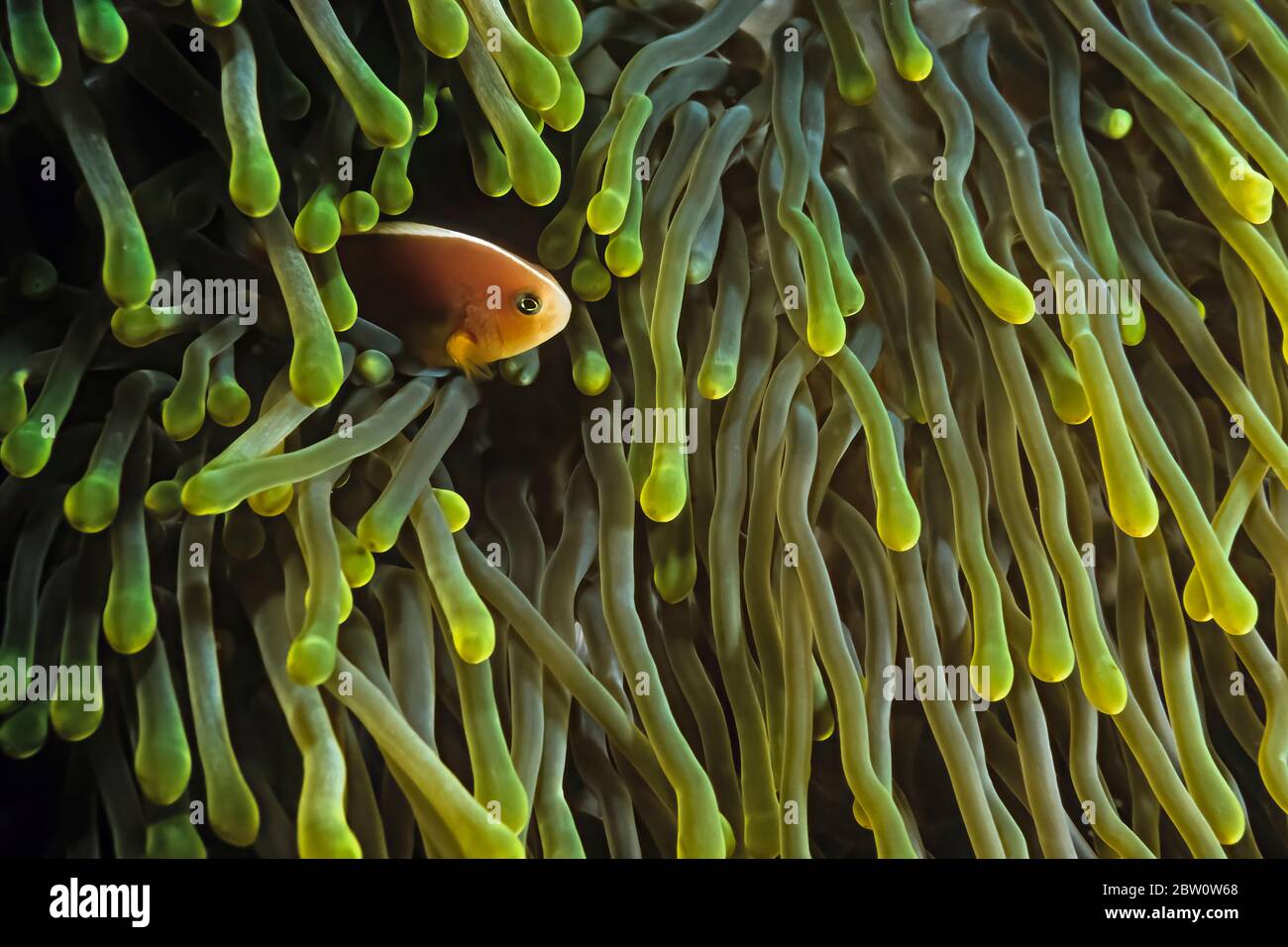 A skunk anemonefish (Amphiprion akallopisos) in a host anemone ...
