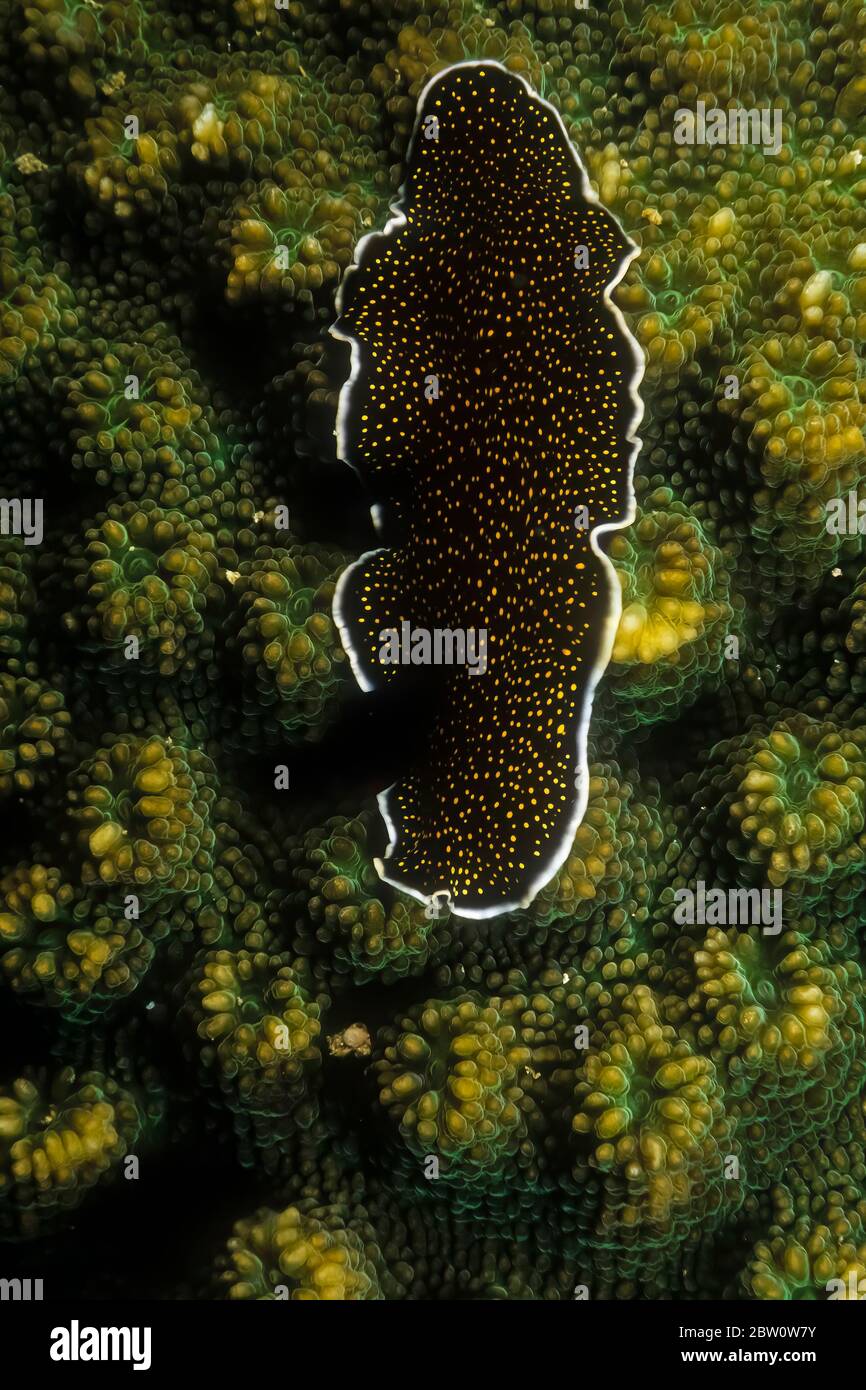 Black flatworm hi-res stock photography and images - Alamy