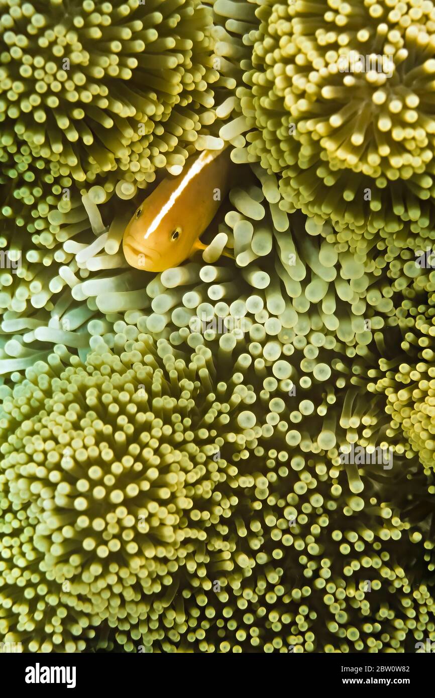 A skunk anemonefish (Amphiprion akallopisos) in a host anemone ...