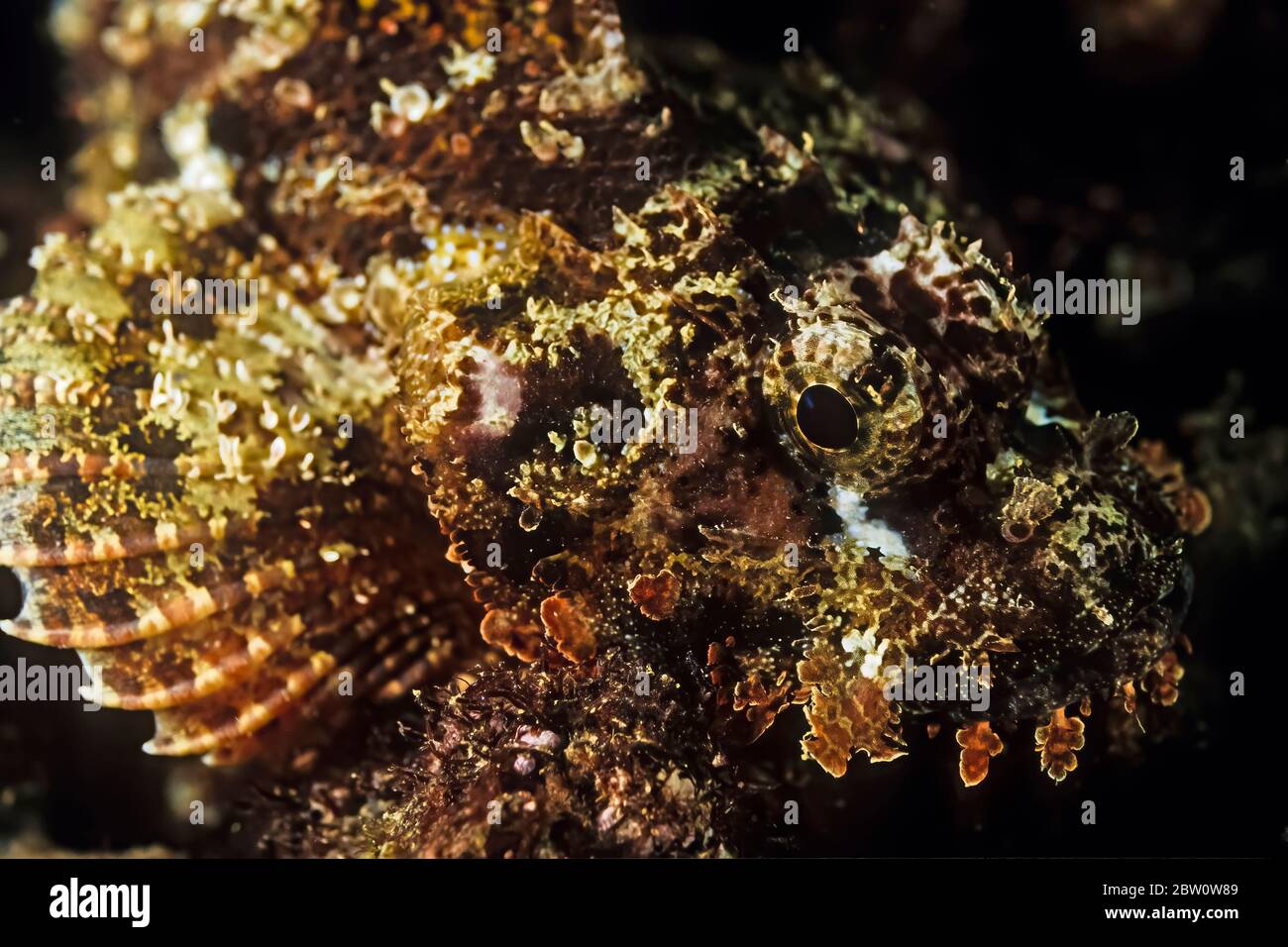 A camouflage bottom fish, Madagascar Stock Photo - Alamy