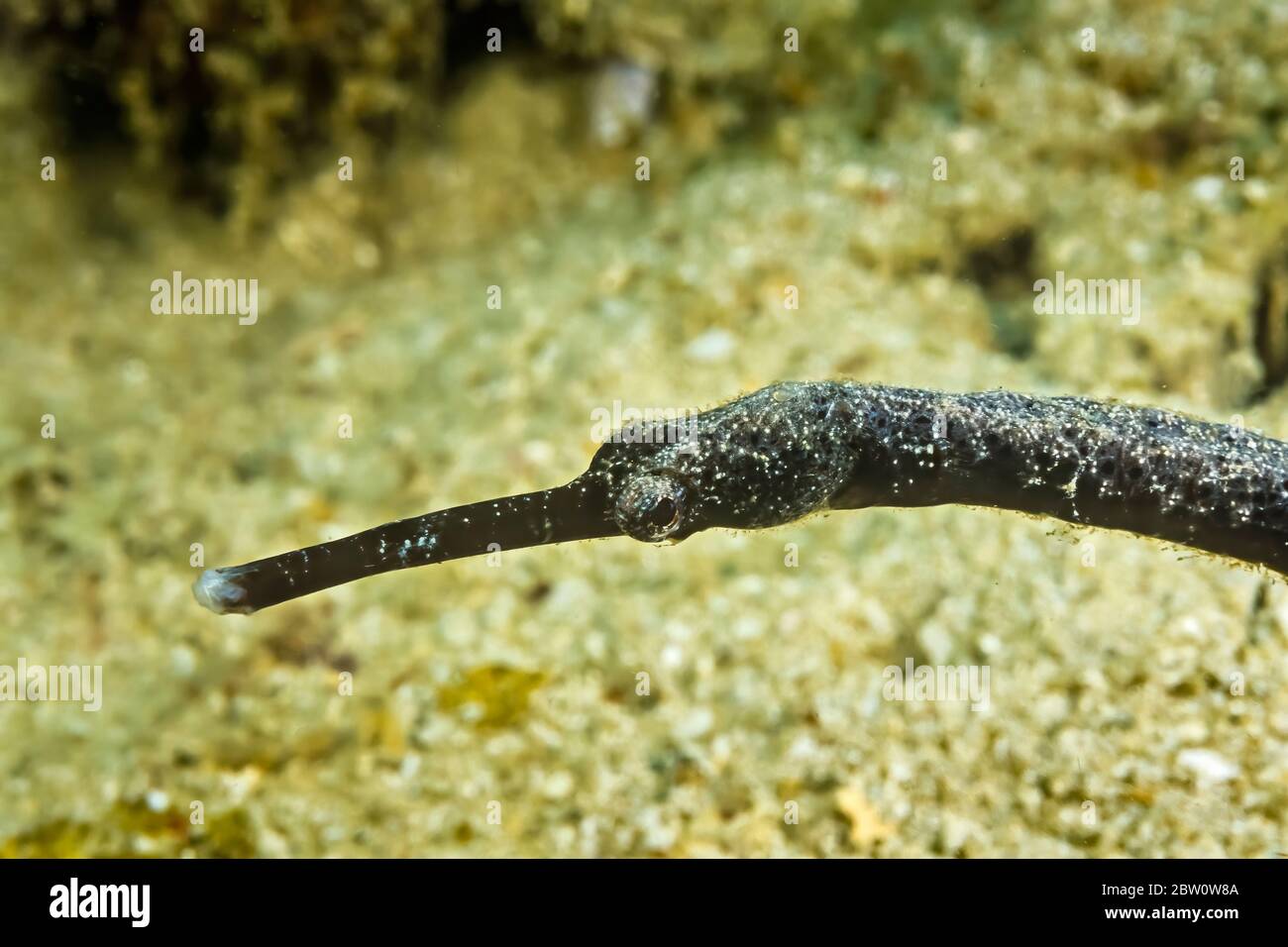 A pipefish in Madagascar Stock Photo - Alamy