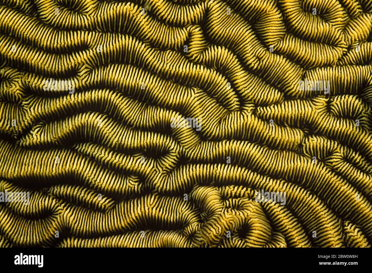 Madagascar coral reef hi-res stock photography and images - Alamy