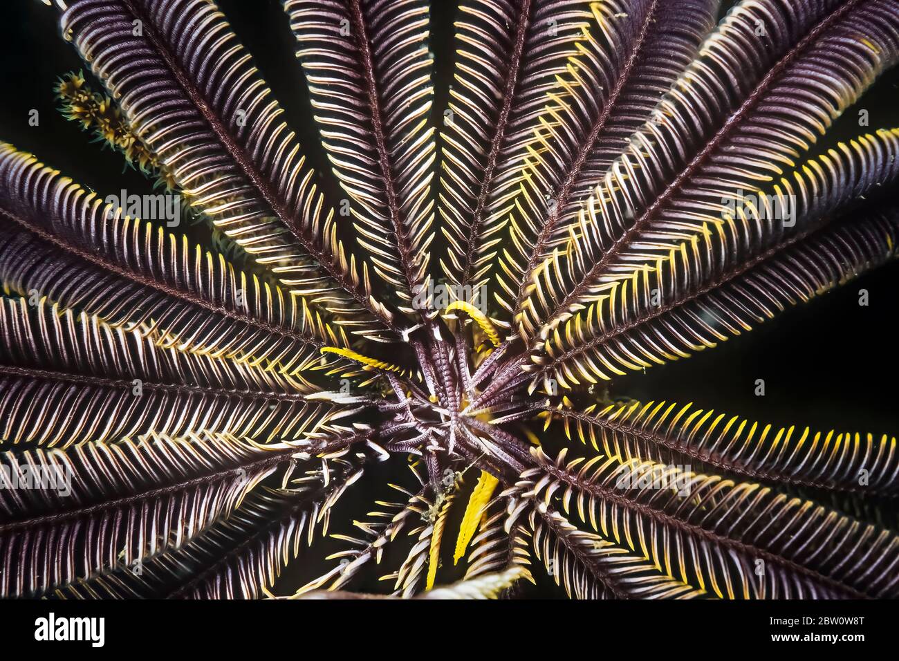 A feather star (crinoid) on whip coral, Madagascar Stock Photo - Alamy