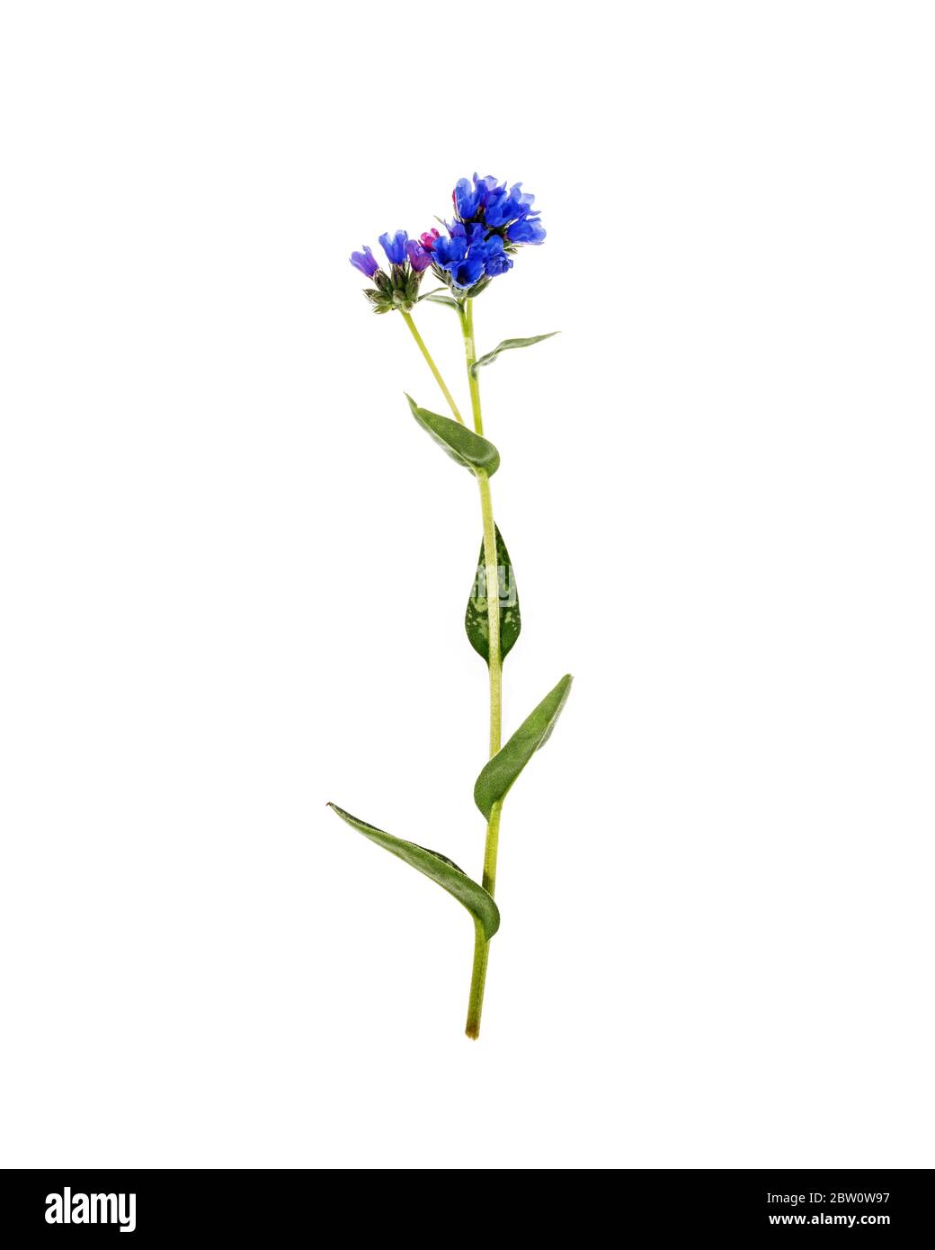 Pulmonaria 'Mrs. Moon, Pulmonaria saccharata 'Mrs. Moon' Stock Photo ...