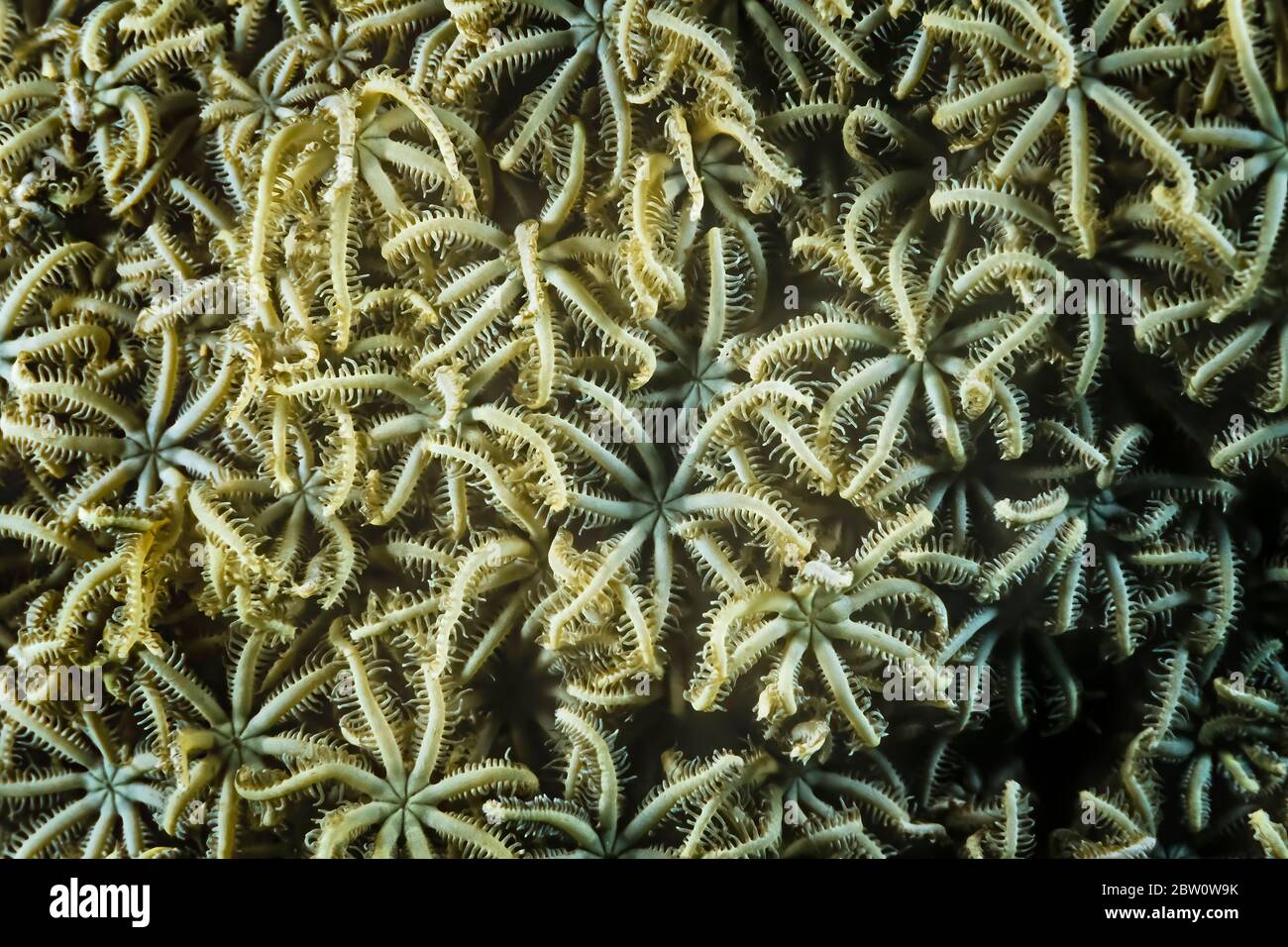 Pules coral (Anthelia sp.), a type of soft coral, Madagascar Stock ...