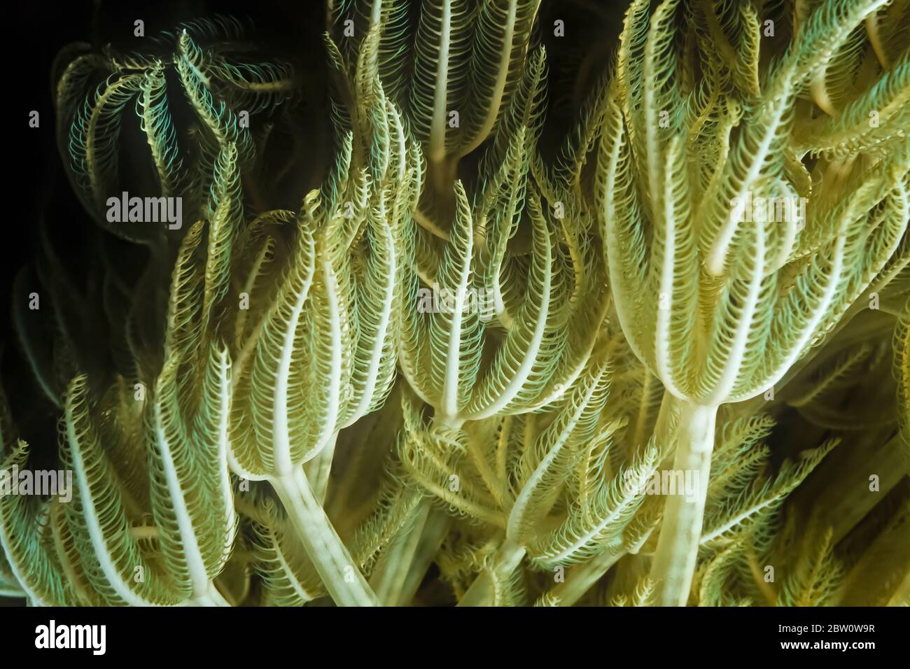 Anthelia sp hi-res stock photography and images - Alamy