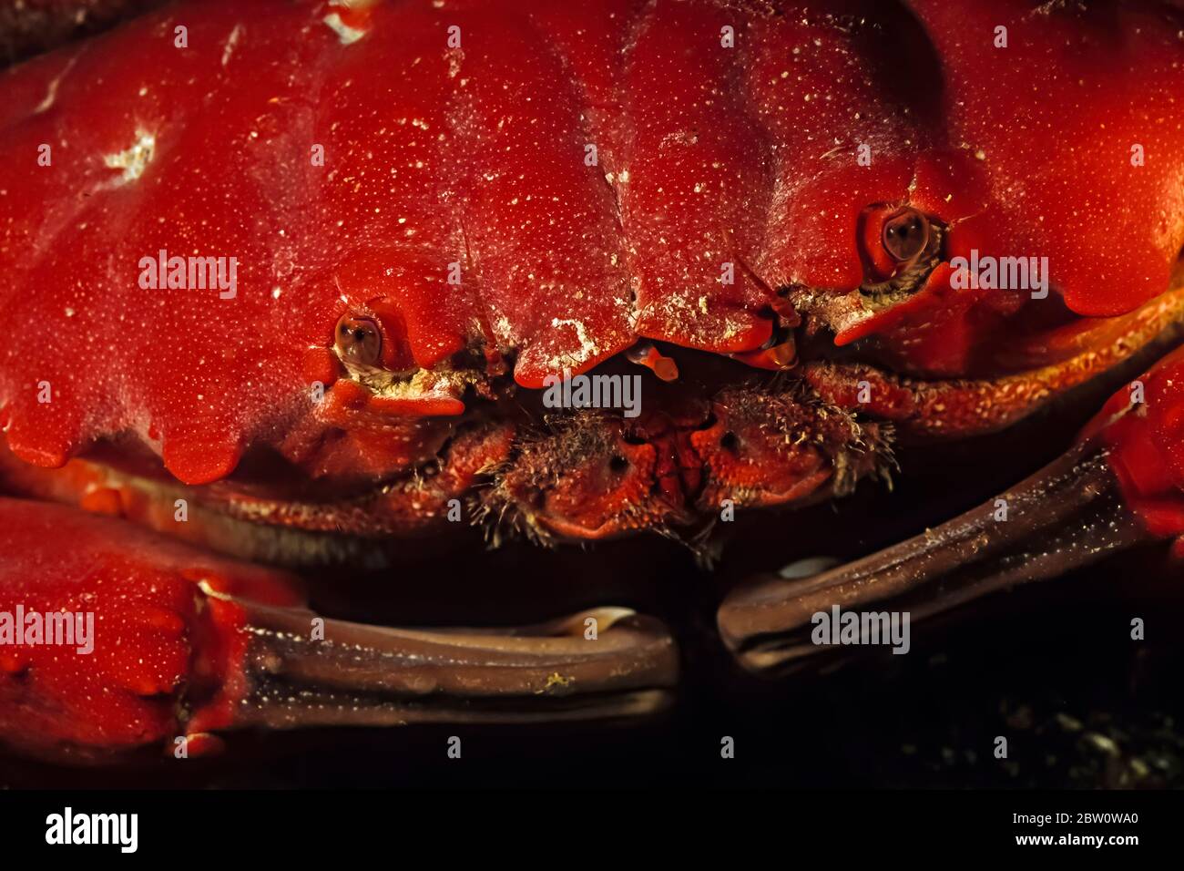 Crab face hi-res stock photography and images - Alamy
