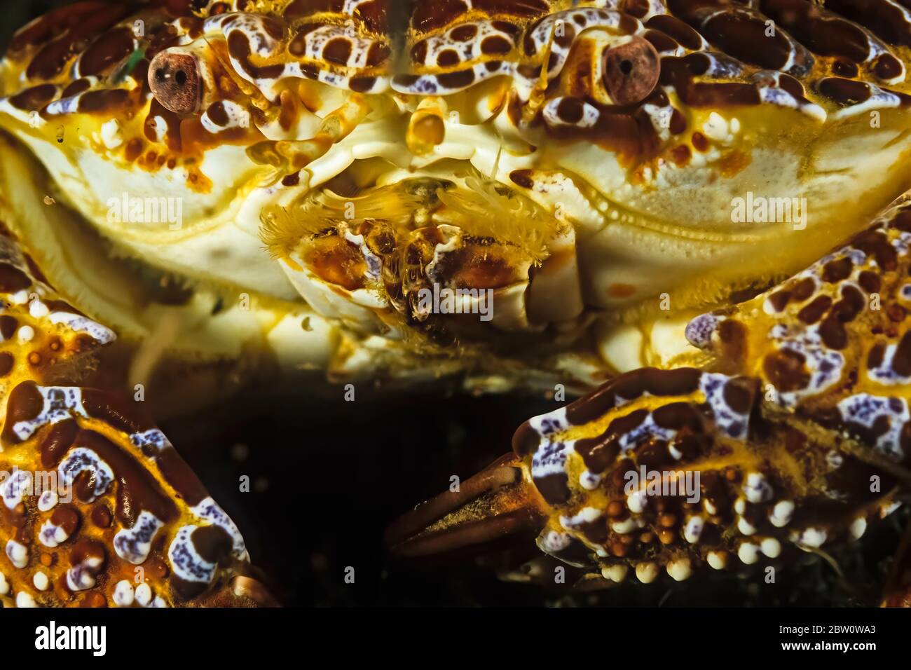 A closeup of a crabs face, Madagascar Stock Photo - Alamy