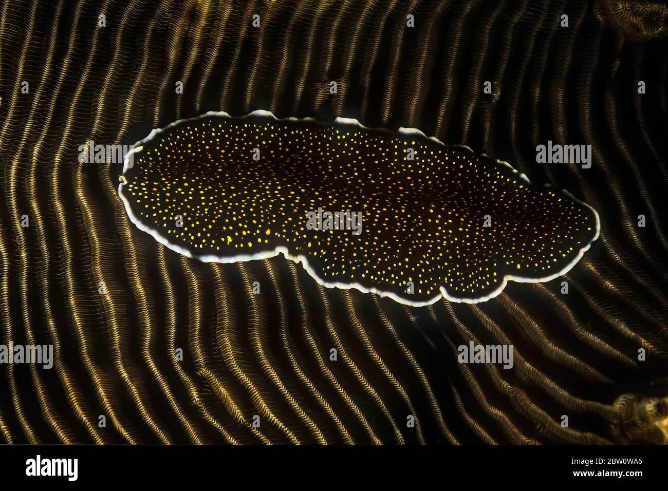 A yellowspot flatworm (Thysanozoon nigropapillosum) on coral ...