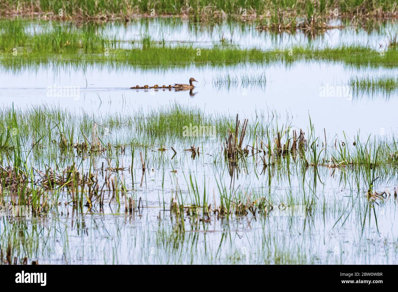 Mallard with chicks in a pond hi-res stock photography and images - Alamy