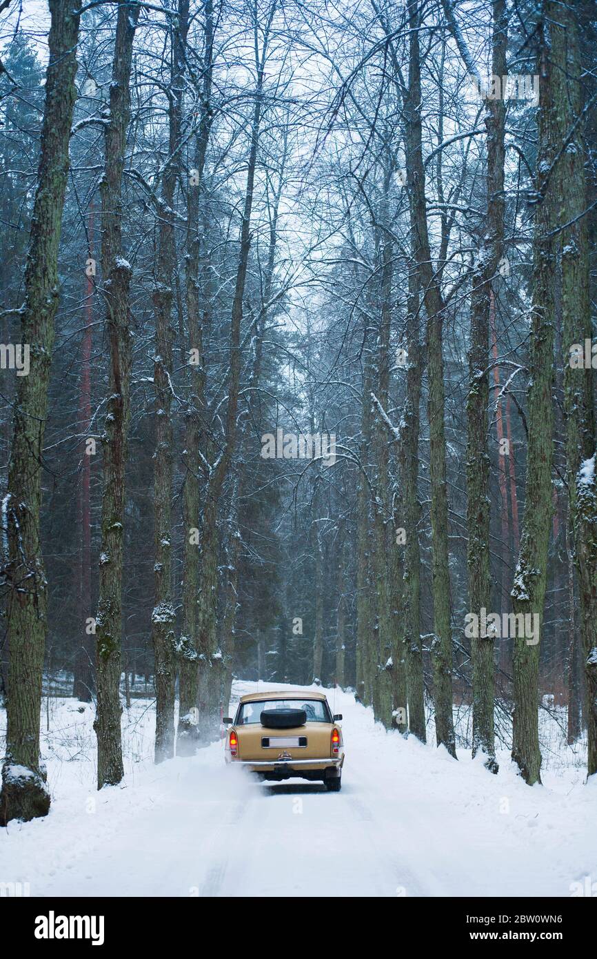 Car tall trees hi-res stock photography and images - Alamy