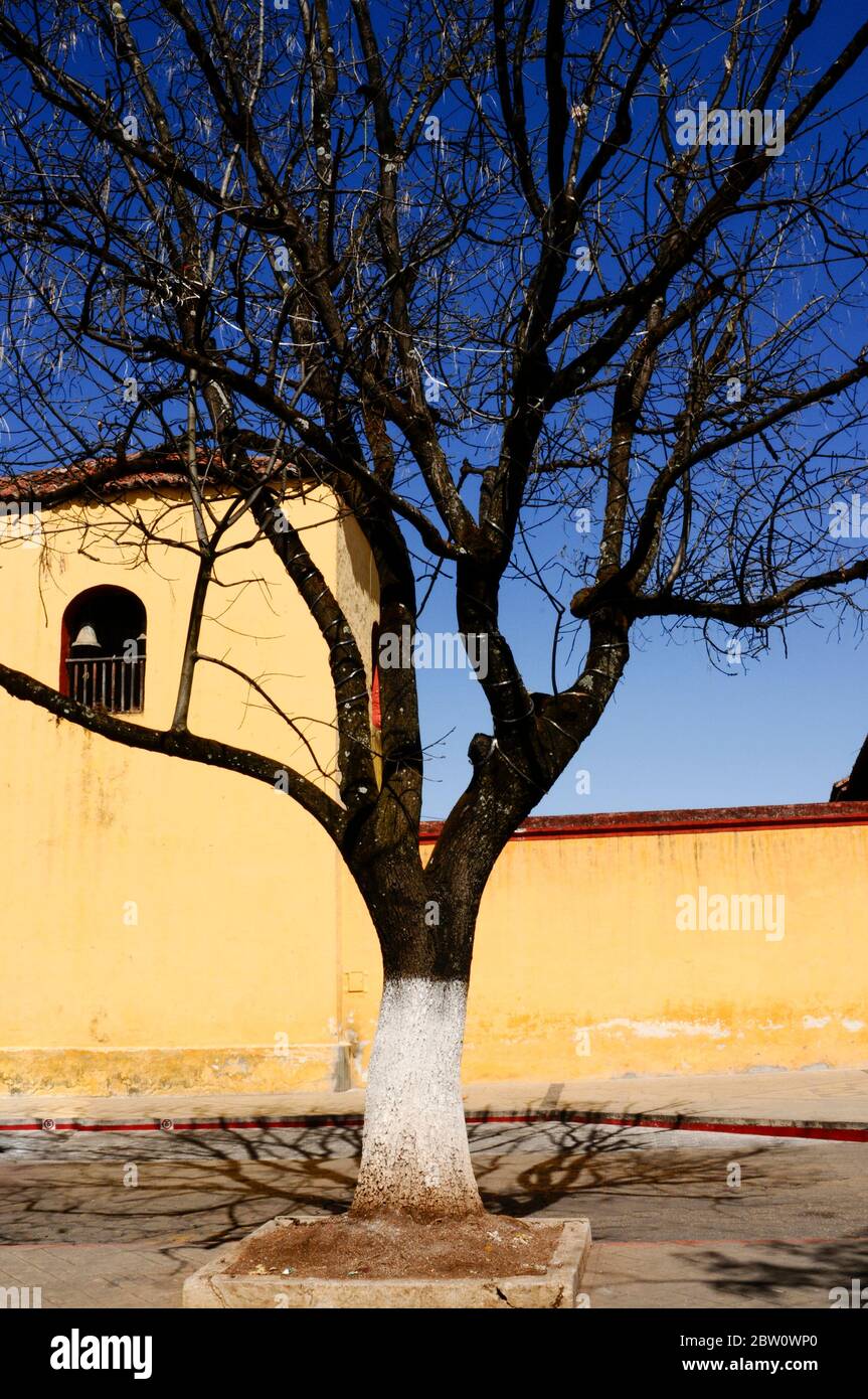 Dry tree in front of yellow wall Stock Photo - Alamy