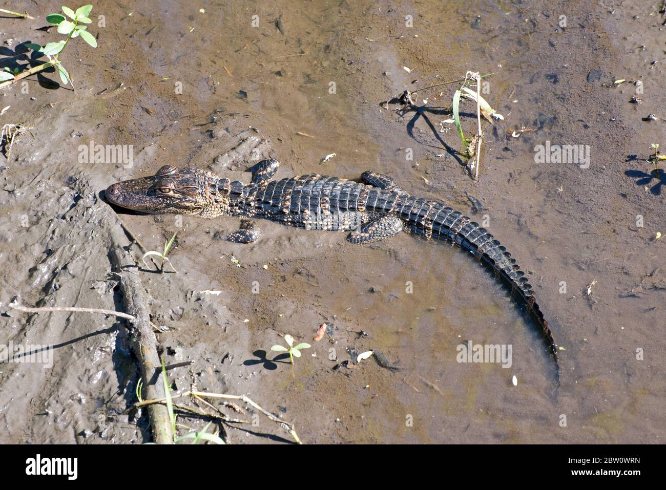 A young alligator hunting in a muddy swamp Stock Photo - Alamy