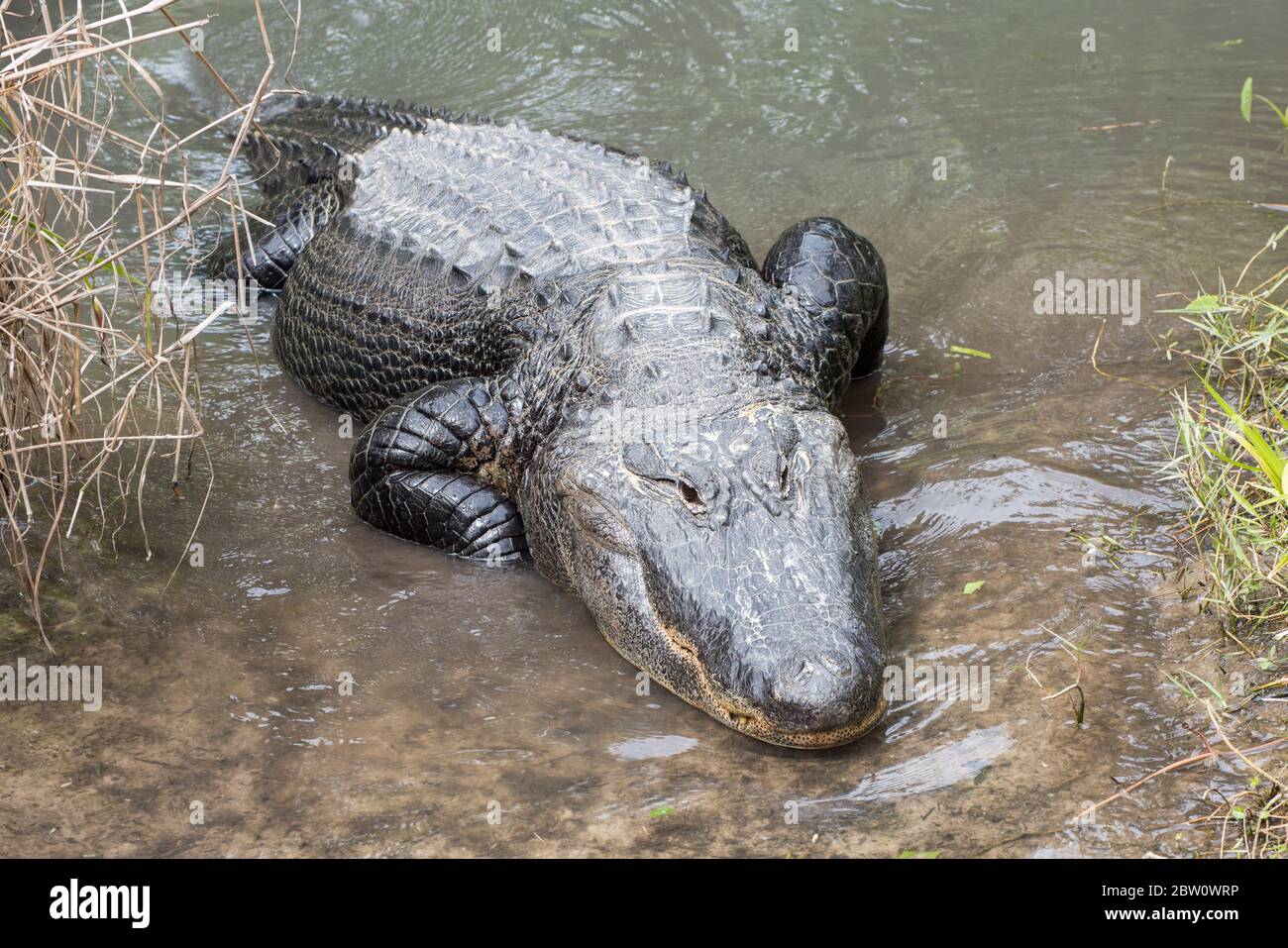 Large alligator hi-res stock photography and images - Alamy