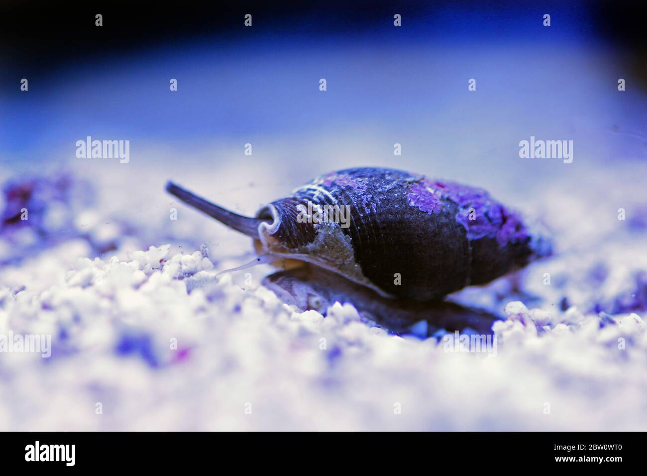 Nassa mud snail (dog whelks) - Nassarius arcularius Stock Photo - Alamy