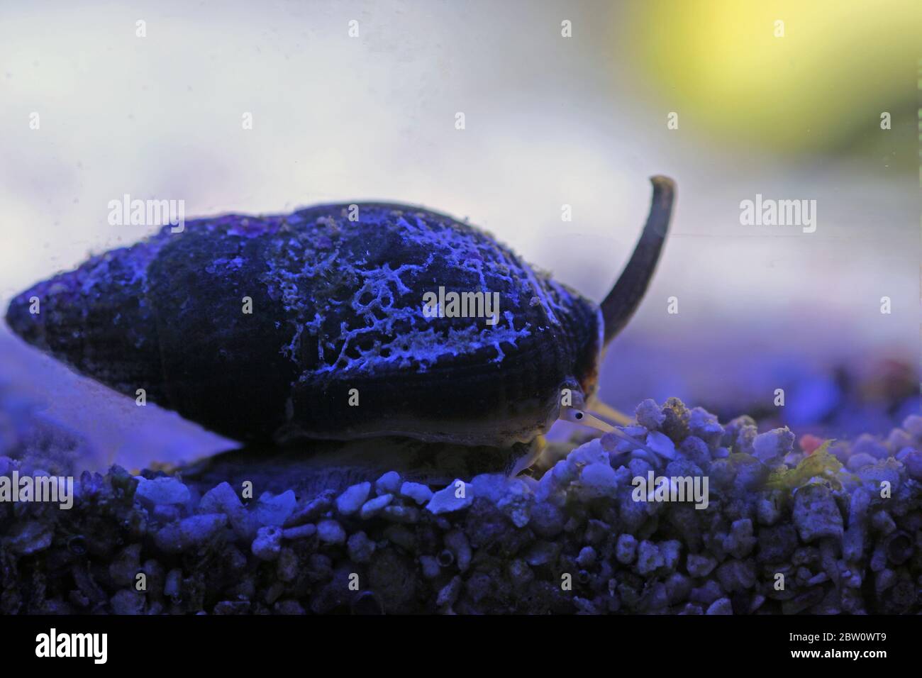 Nassa mud snail (dog whelks) - Nassarius arcularius Stock Photo - Alamy