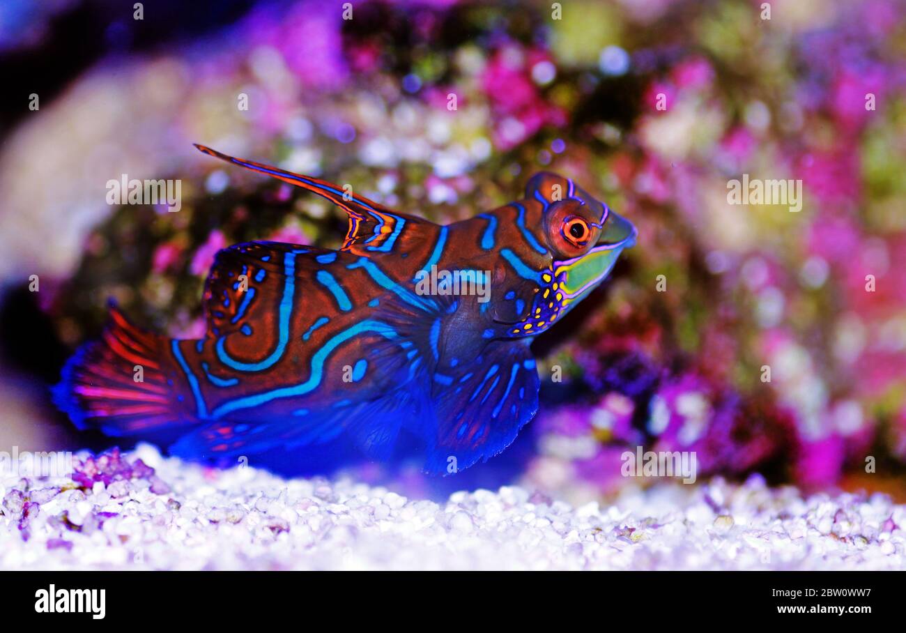 Synchiropus splendidus - The Mandarin fish, one of the most colorful ...