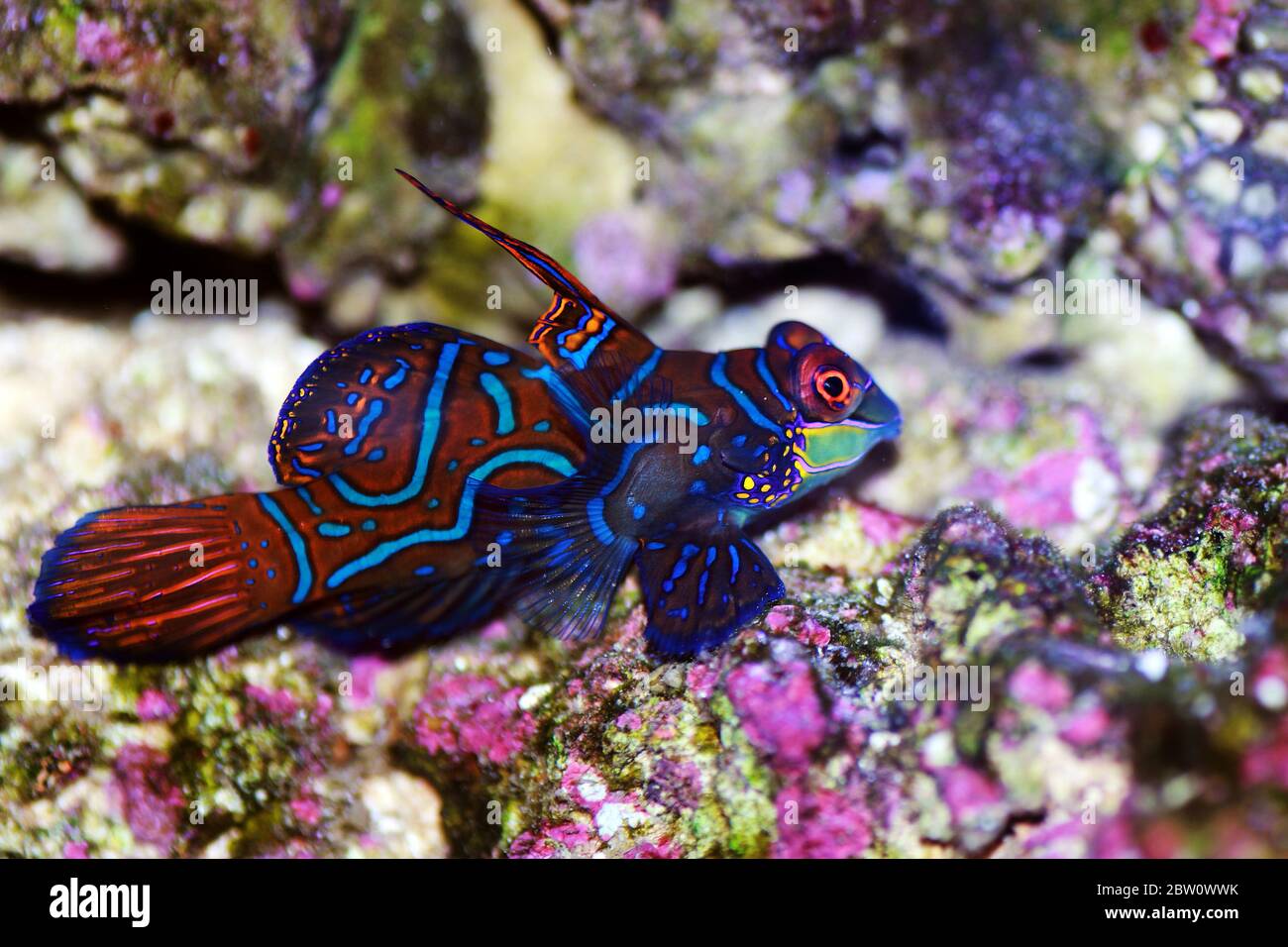 Most Colorful Saltwater Fish