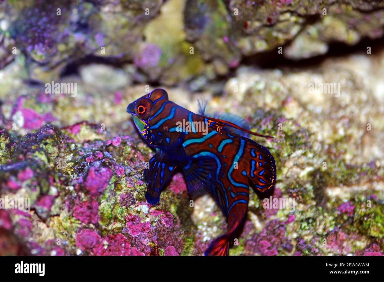 Synchiropus splendidus - The Mandarin fish, one of the most colorful ...