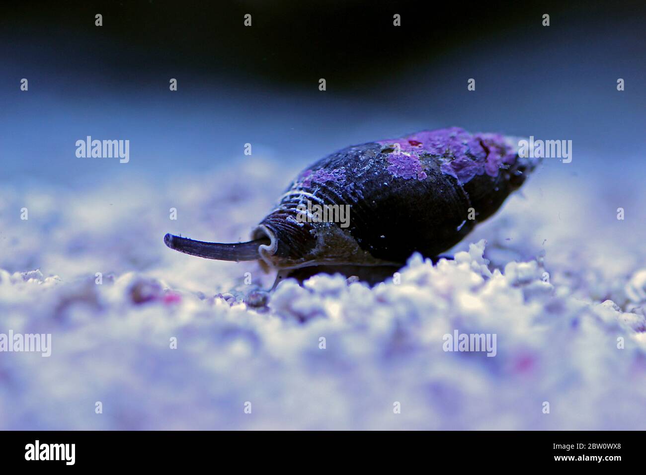 Nassa mud snail (dog whelks) - Nassarius arcularius Stock Photo - Alamy